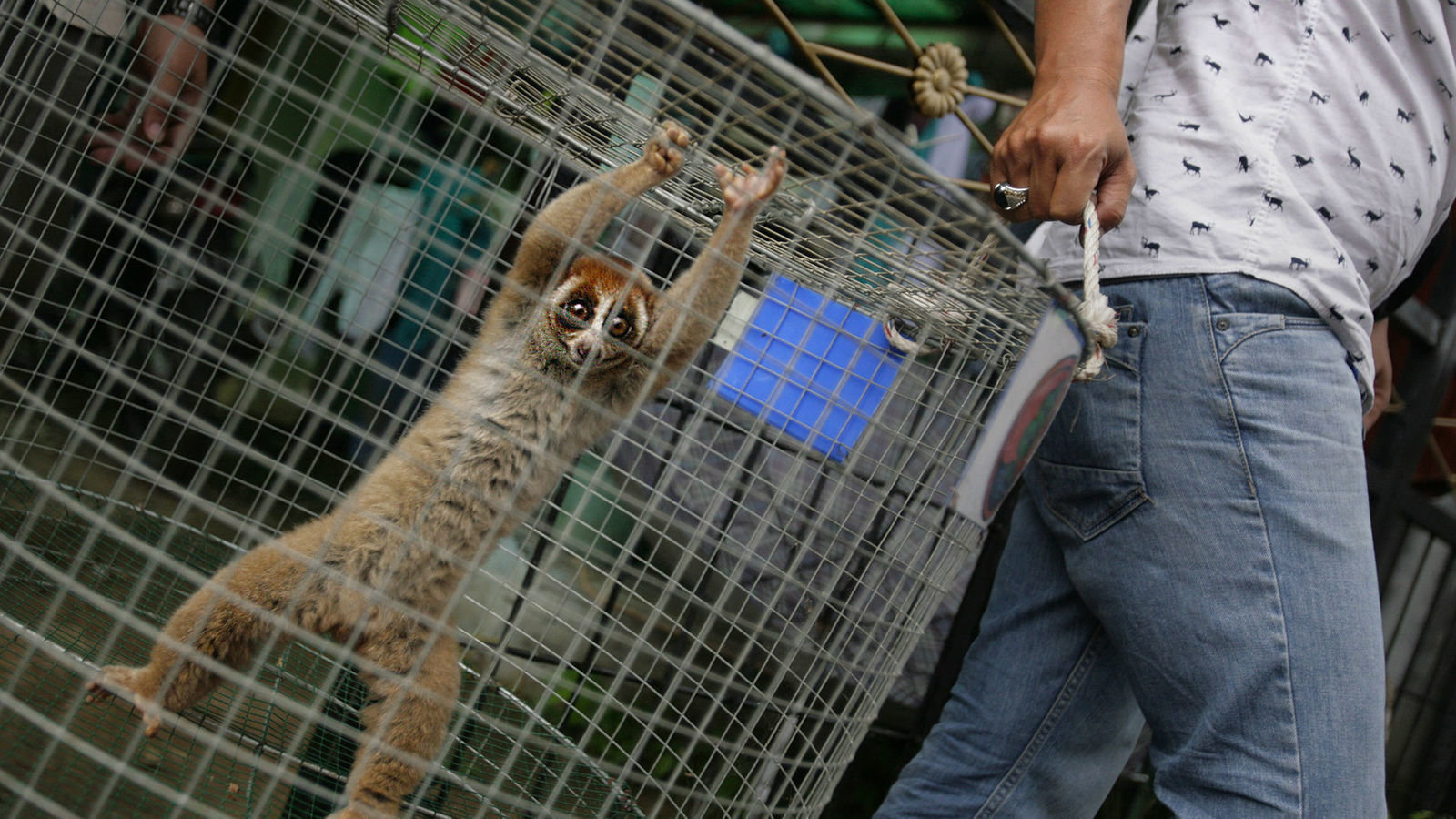 Pétition · Pour pouvoir signaler la maltraitance animale sur Facebook ...