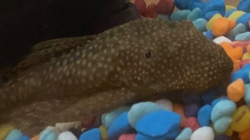 Petition · Keep Slimey the Fish - United Kingdom · Change.org