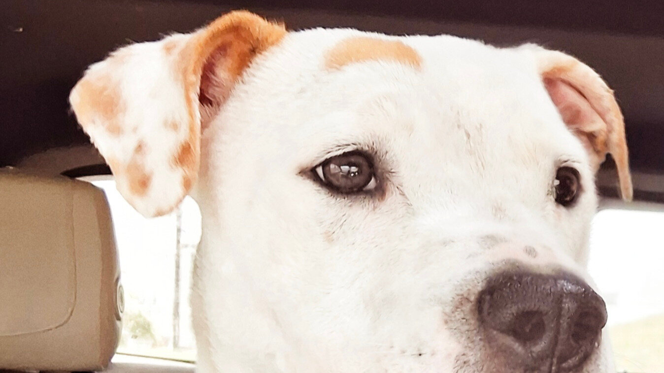 Petition · Demand Euthanasia List Transparency at Galveston Island ...