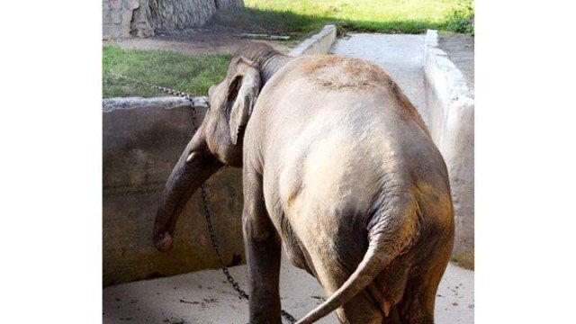 Petition · Release Kaavan to an elephant Sanctuary...NOW - Australia ...