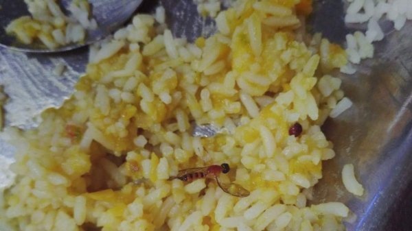 Petition · Unhealthy Food at NMIT Mess · Change.org