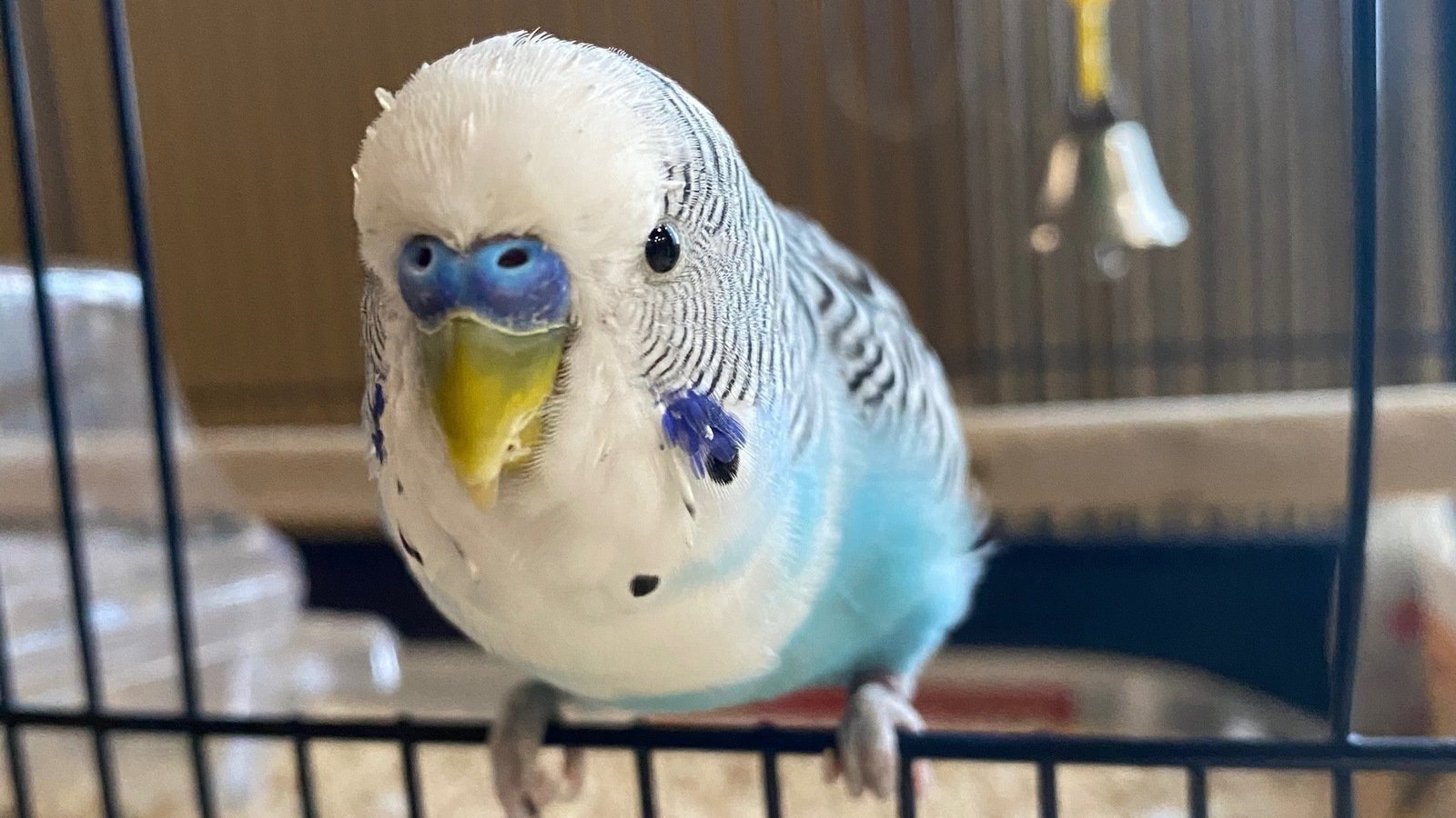 Petition · Add Pets of StyLiS case to Phantom Forces - United States ...