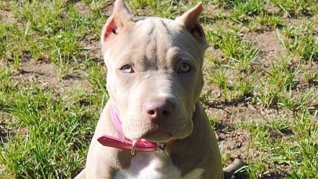 Petition · Make American Pitbull Terriers legal in Britain - United ...