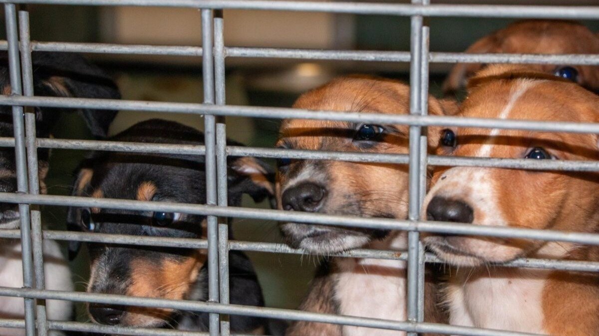 Petition · End Shelter Overcrowding: Demand More Funding For Animal ...
