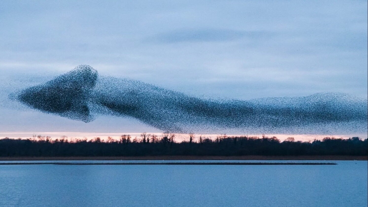 Petition · Save the starling Murmuration - Ireland · Change.org