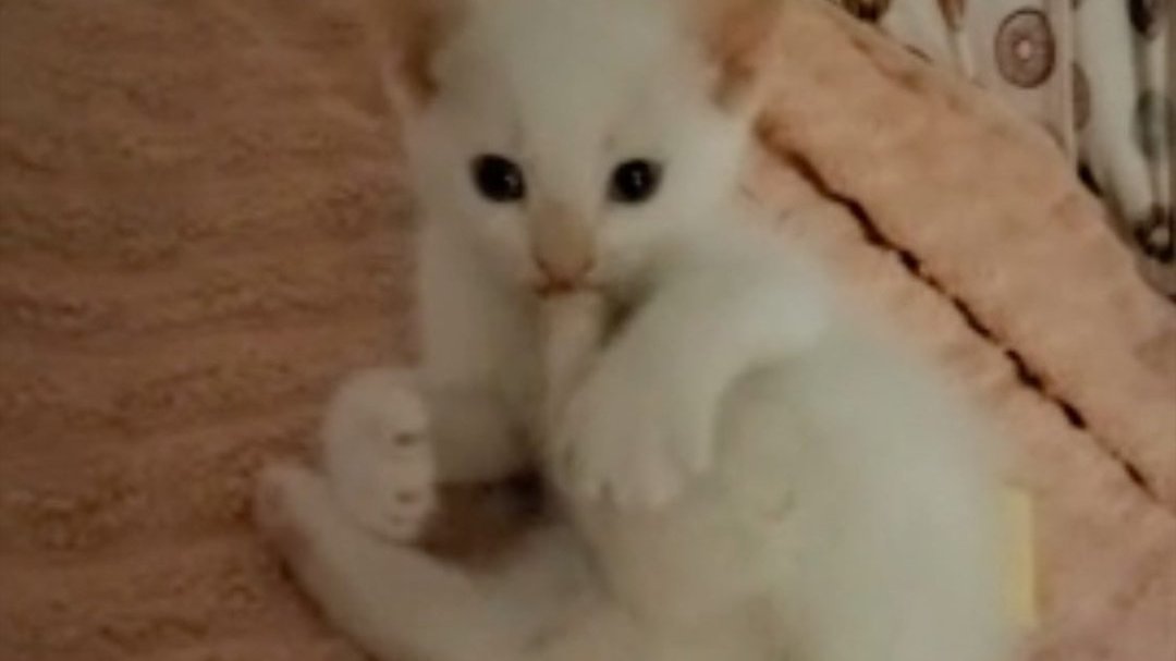 Petition · Petition for a Bubbles Emoji · Change.org