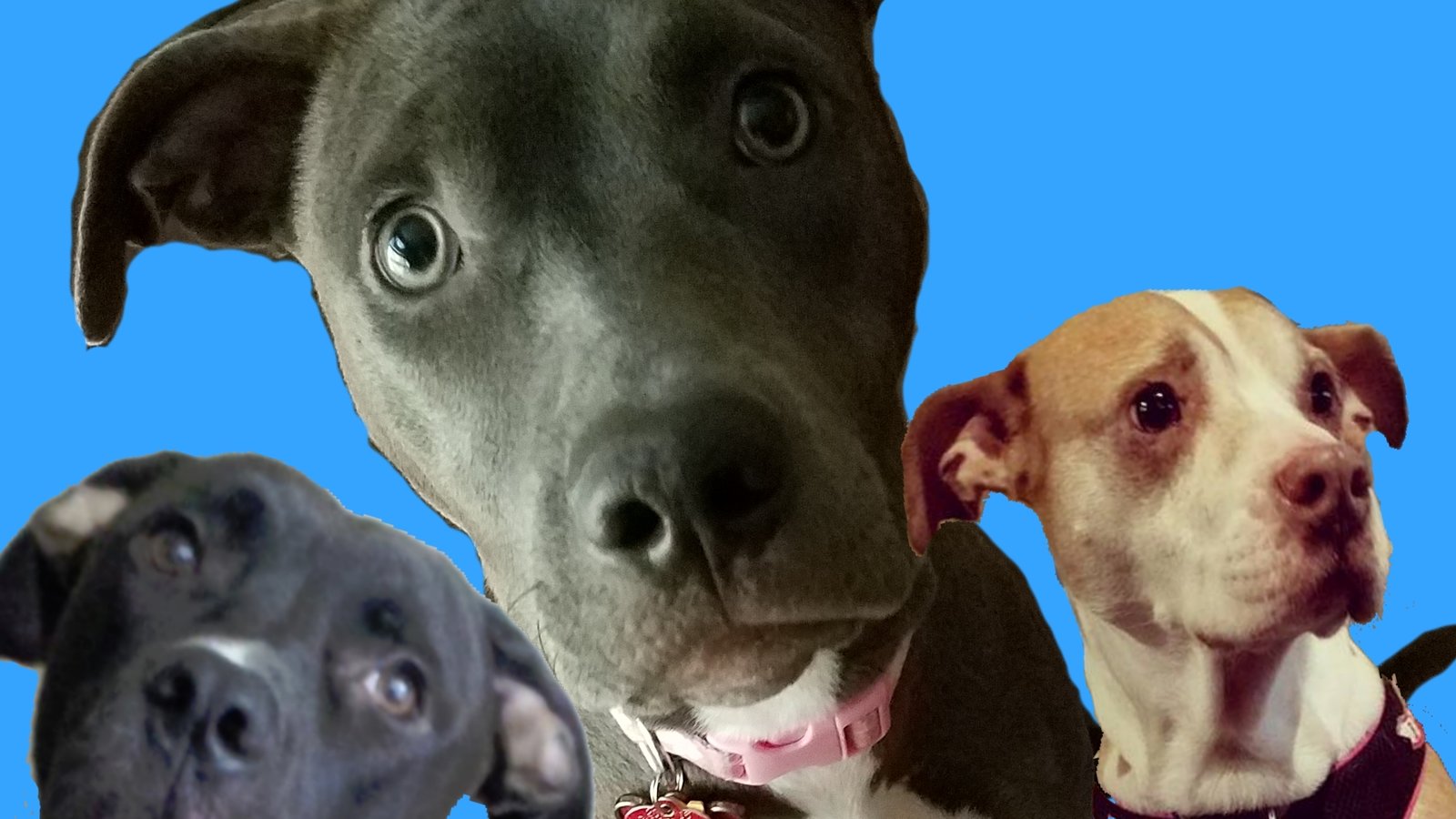 Petition · Stop BSL (Breed Specific Legislation) in Maurice Louisiana ...