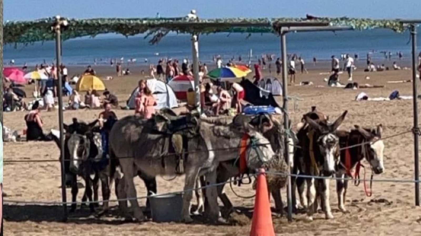 Petition · These donkeys are being made to work in unacceptable heat ...