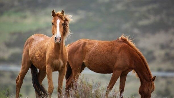 Petition · Stop The Brumby Cull in Kosciuszko National Park - Australia ...