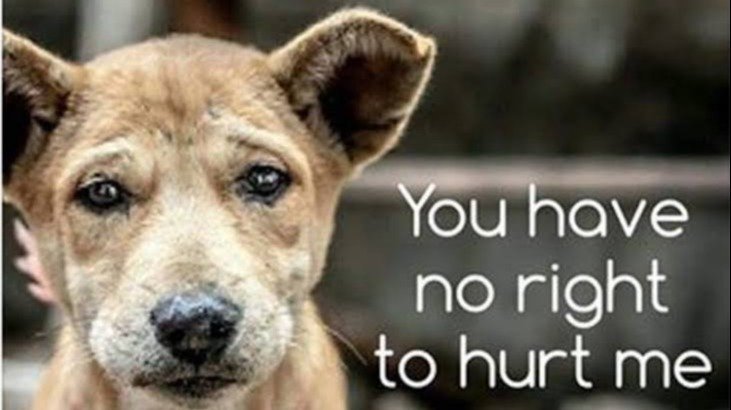 Petition · "Stop abusing animals" - Philippines · Change.org