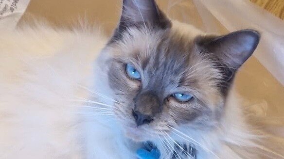 Petition · Demand Equal Protection for Cats Under the Law - United ...