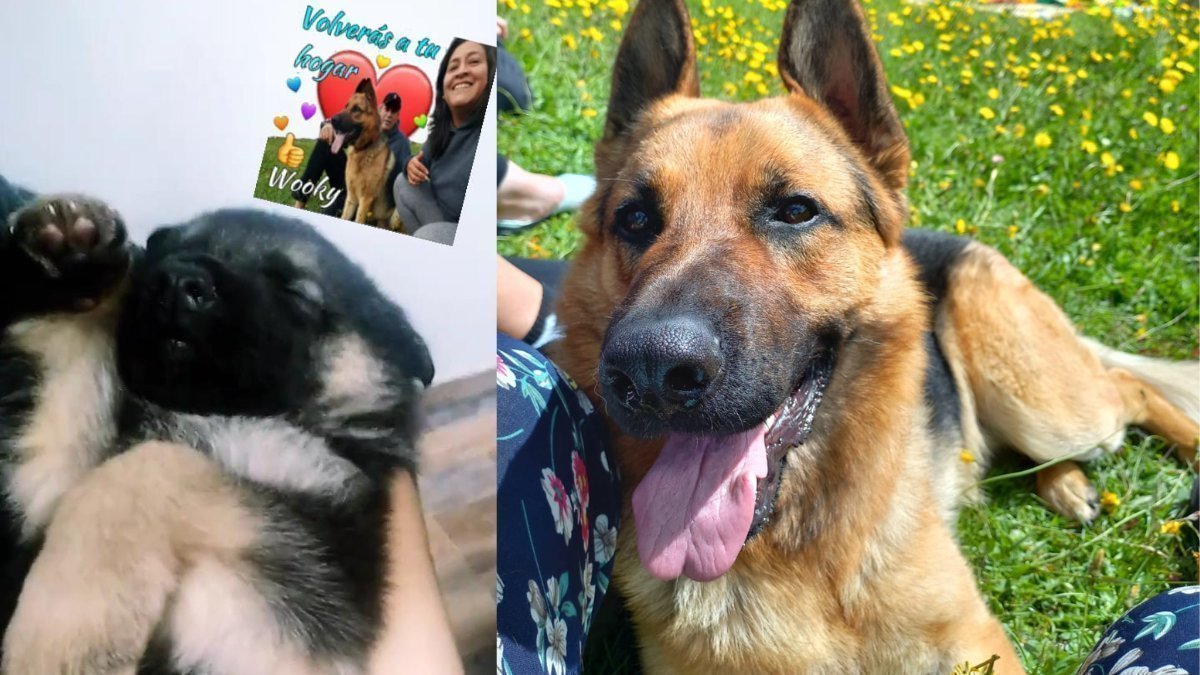 Petición · Que devuelvan al perrito Wooky, fue sacado de su hogar y no ...