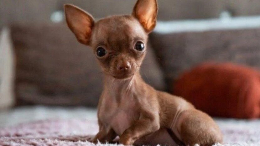 Petición · DUEÑO DE CHOCO MIENTE - México · Change.org