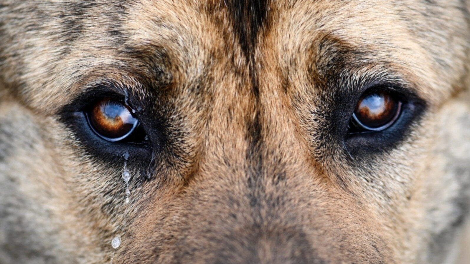 Petition · Rescue of Neglected/Abused Dog in Tunis, TX. - United States ...