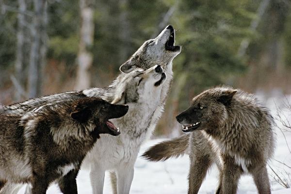 Petition · Stop killing wolf pups and shorten wolf hunting season in ...