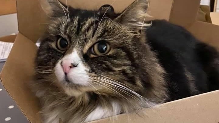 Petition · Make it compulsory for all councils to scan deceased cats ...