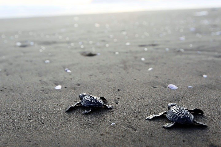 Petition · save the turtles now and keep it away from extinction ...