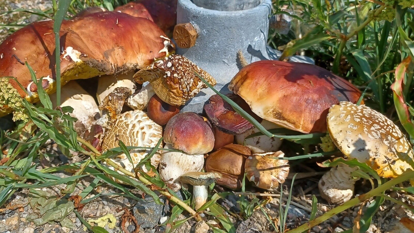 Petition · Protect Colorado’s Biodiversity: Recognize Fungi in State ...
