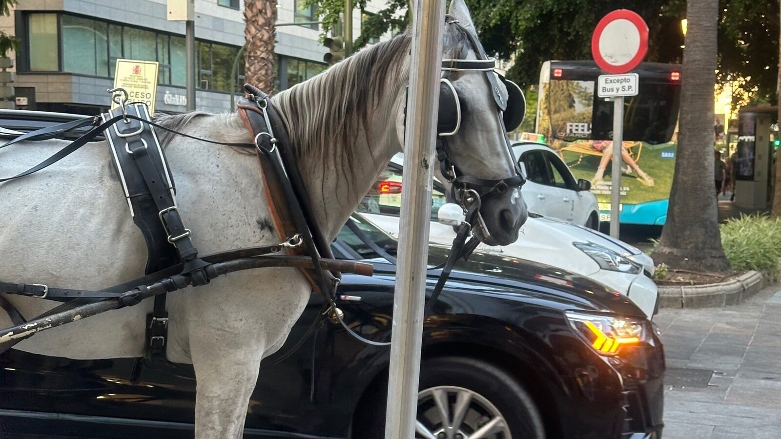 Petition · Save the Carriage Horse Dying in Marbella – Authorities Must ...