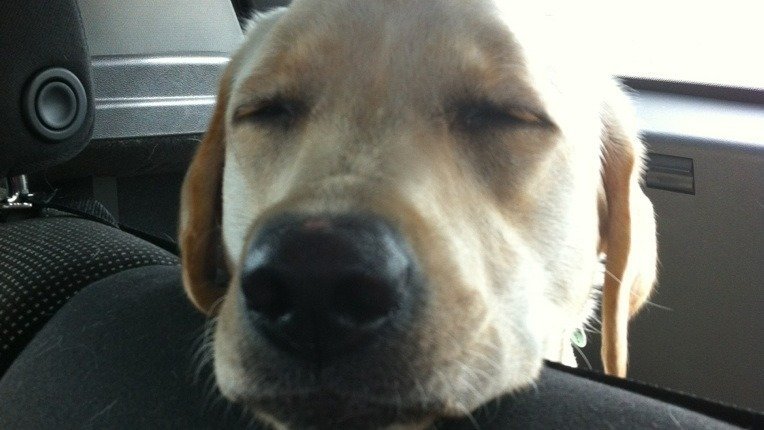 Petition · Remove Animal Haters from using Facebook - United Kingdom ...