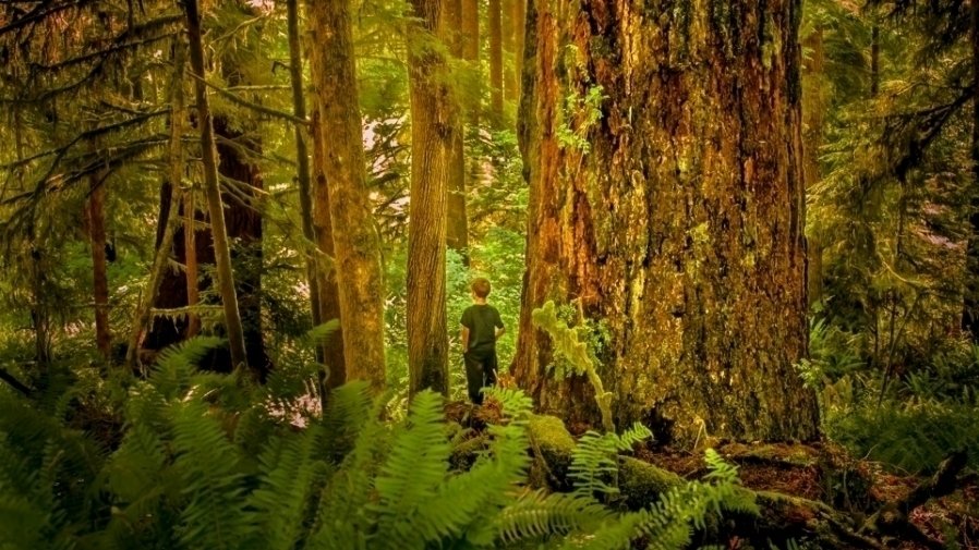 Petition · Do not sell Elliott State Forest in Oregon - United States ...