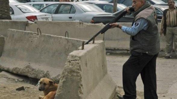 Petition · SAVE THE STRAY DOGS OF AZERBAIJAN - Azerbaijan · Change.org