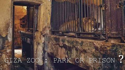 Petition · GIZA Zoo is a prison - Malaysia · Change.org
