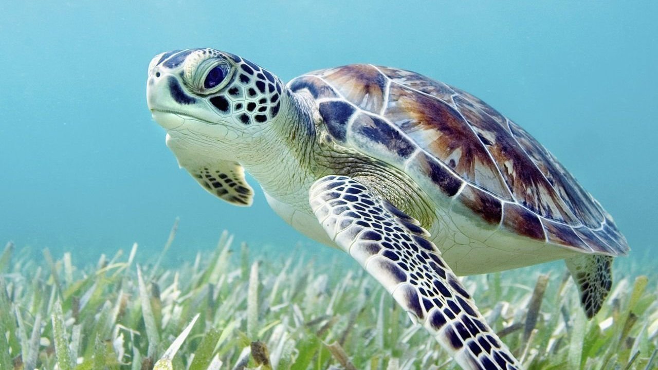 Petition · Saving Biodiversity Through Sea Turtles - Tanzania · Change.org
