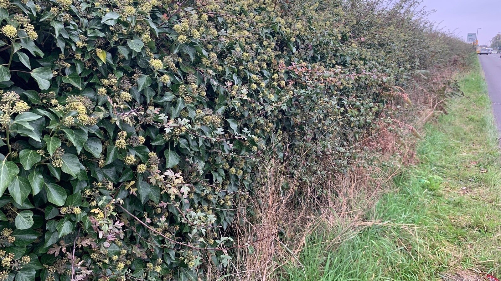 Petition · Stop Langley development plans for destruction of local ...