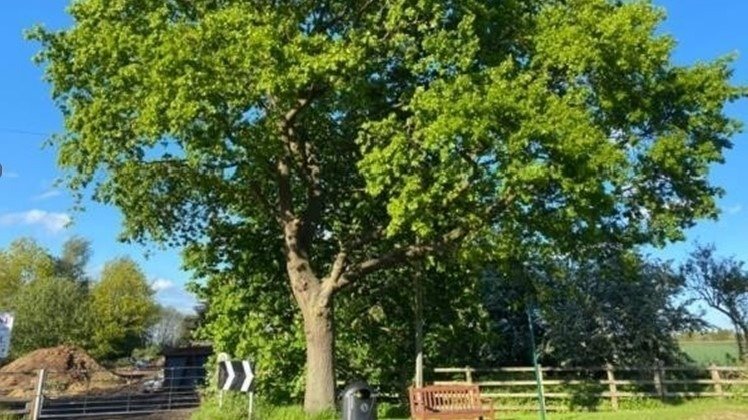 Petition · Save our Sir Winston Churchill's Tree, 1966 Cossington ...