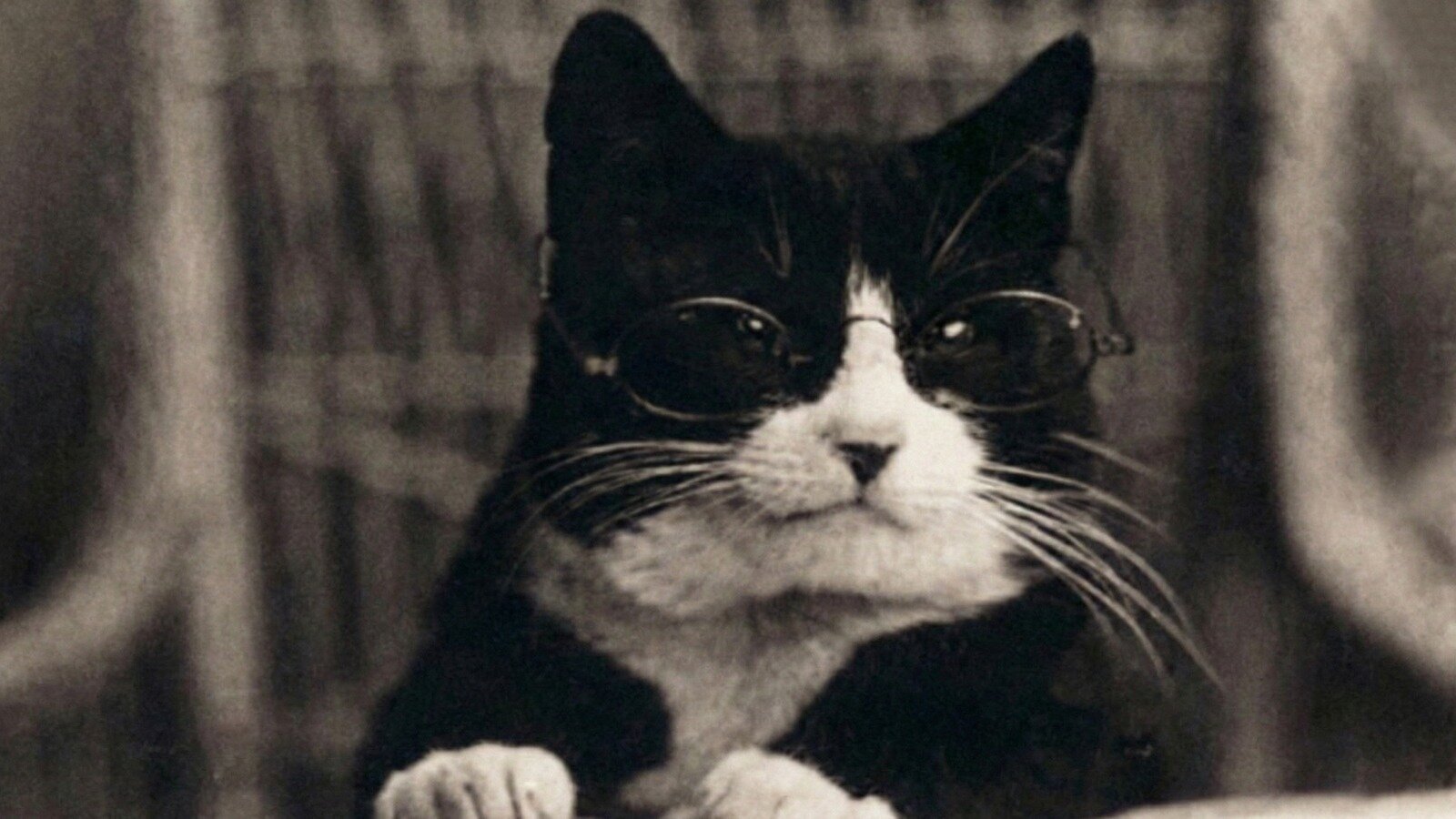 Petition · Honor Jerry Fox: The Hero Cat Who Saved Brooklyn Borough ...