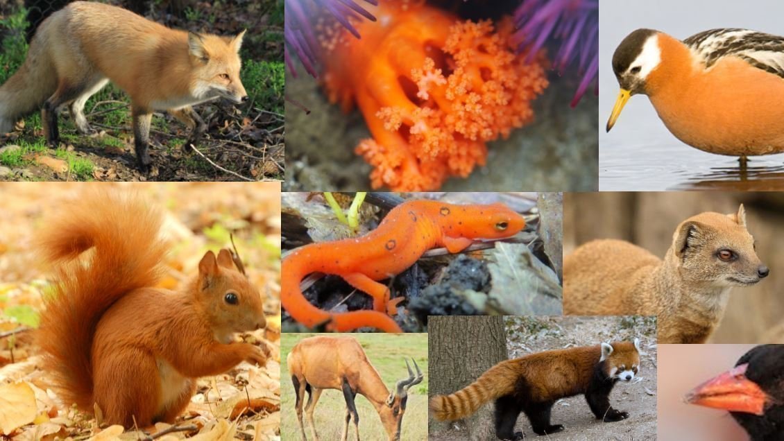 Petition · Change Red panda, Red fox, and Red squirrel to have orange ...