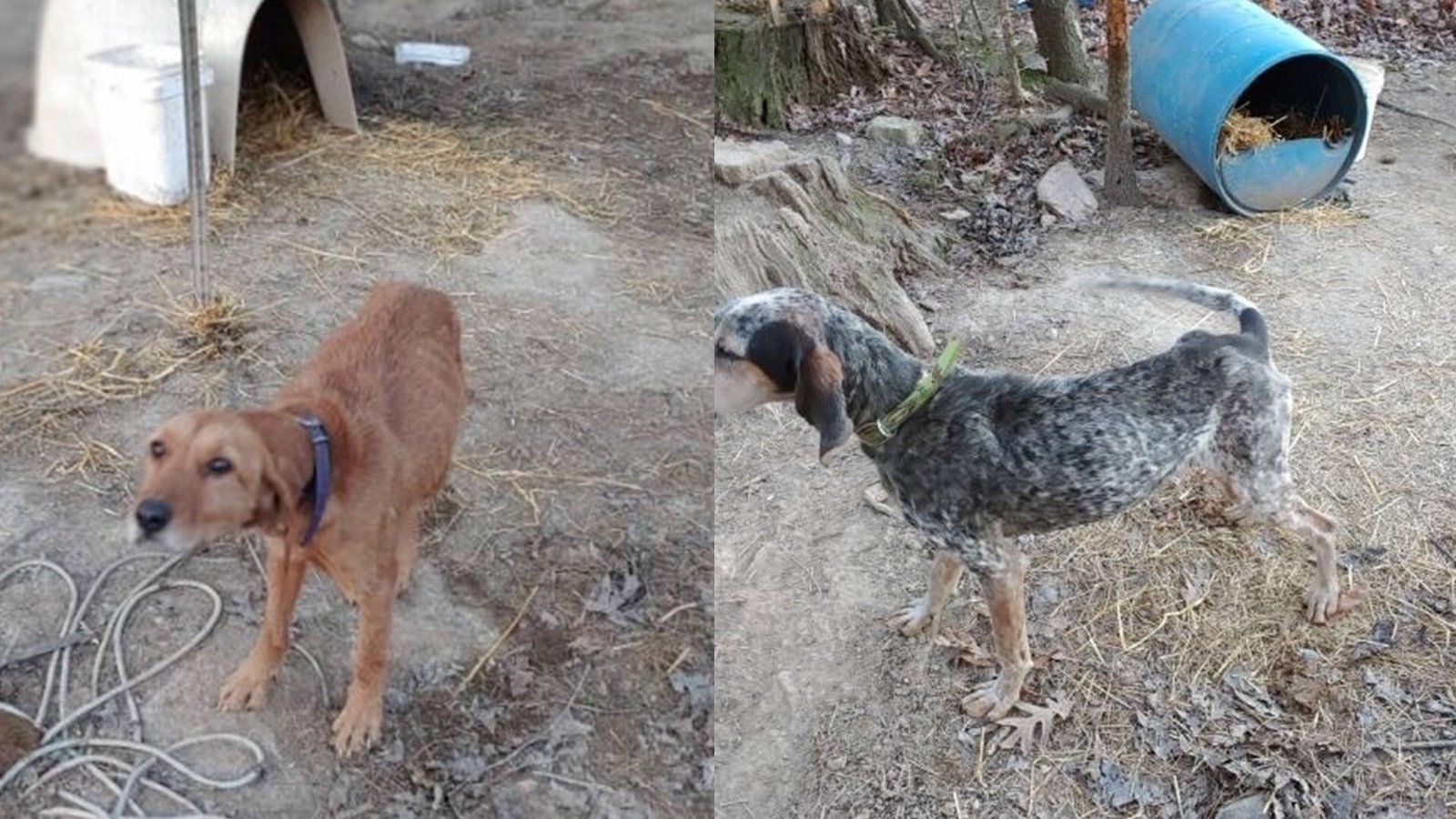 Petition · No running hunting dogs in VA - United States · Change.org