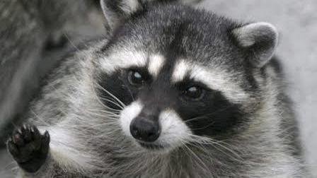 Petición · QUE INCLUYAN EN WHATSAPP UN EMOJI DE MAPACHE (O MAS ...