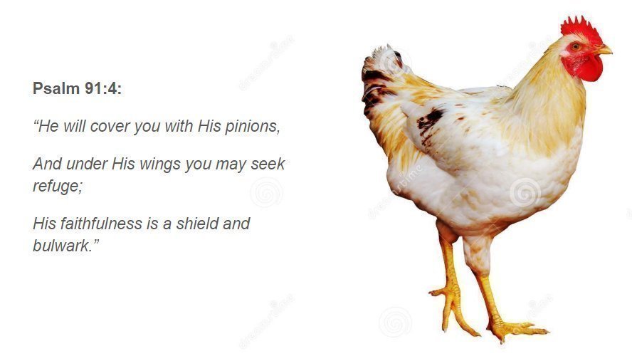 Petition · chickens for liv - United States · Change.org