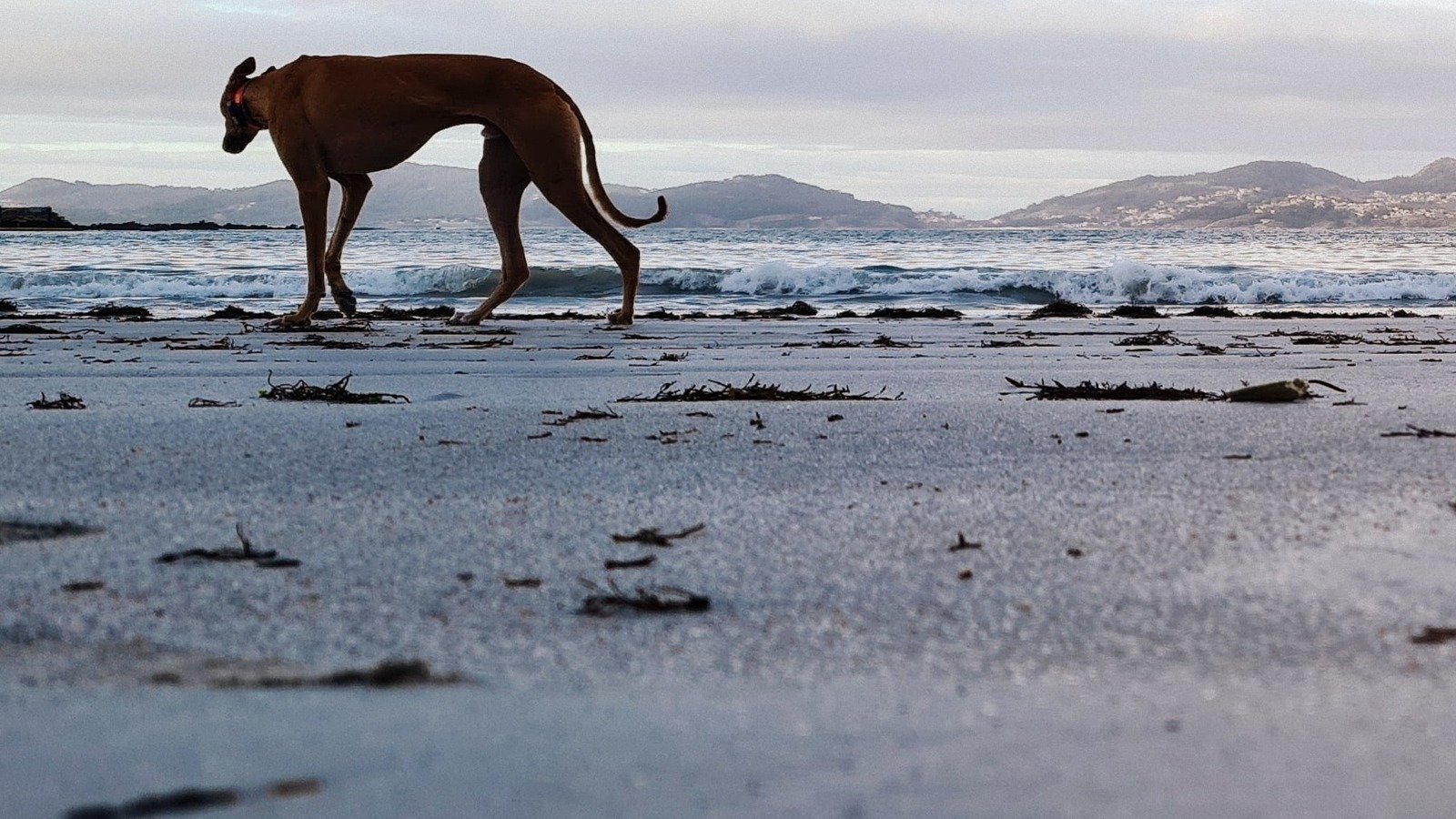 Petición · PERMITIR PERROS EN LAS PLAYAS DE VIGO DE 22:00 A 10:00h ...