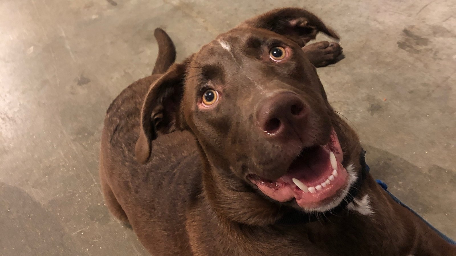 Petition · Save Cheddar from the shelter! - United States · Change.org