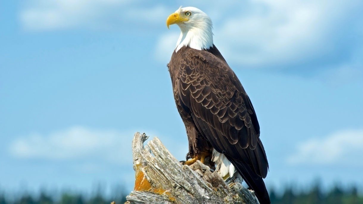 Petition · Change the song back to Fly Like an Eagle. - United States ...