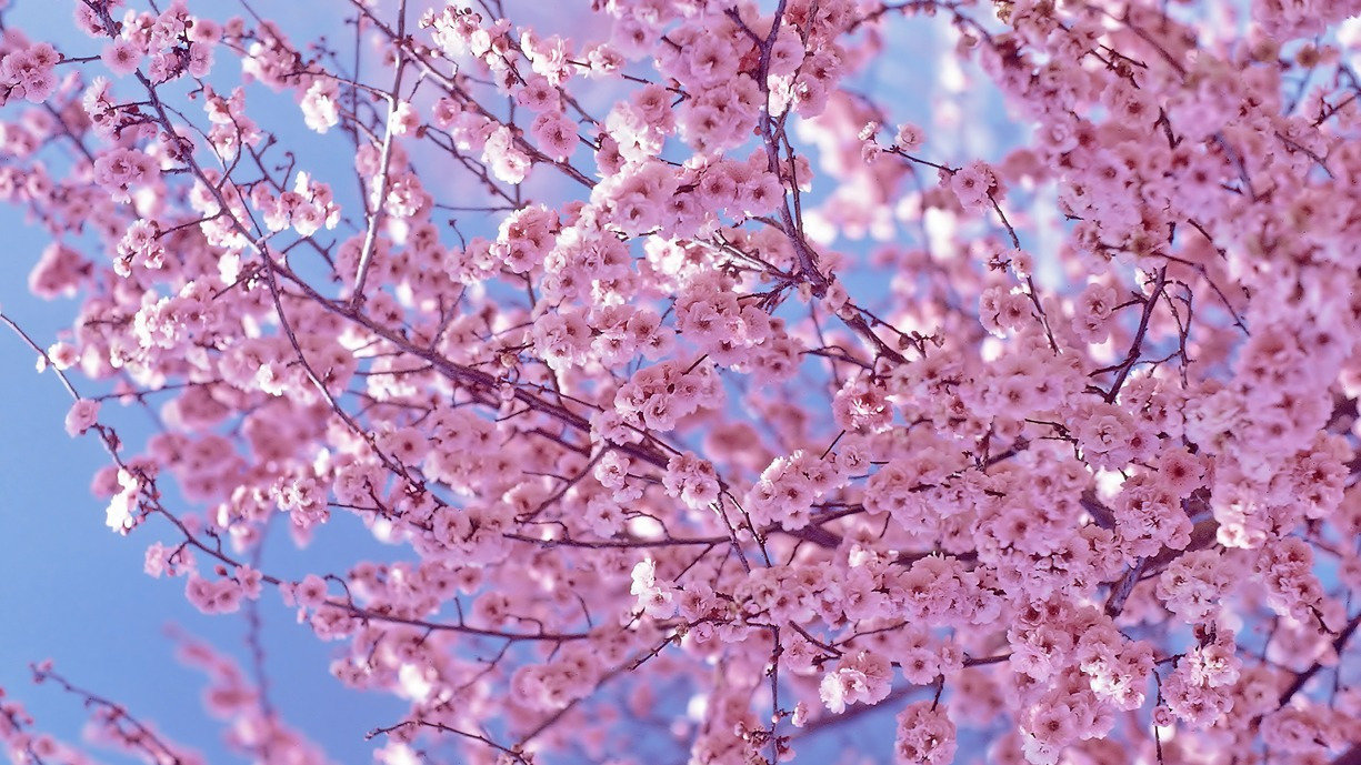 Petition · Fastlink Govan - Save the Linthouse Cherry trees. - United ...