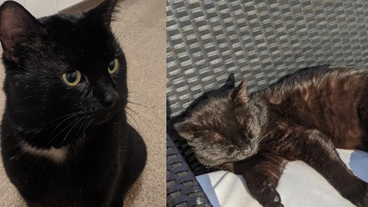 Petition · Give cats the same rights as many other animals within the ...