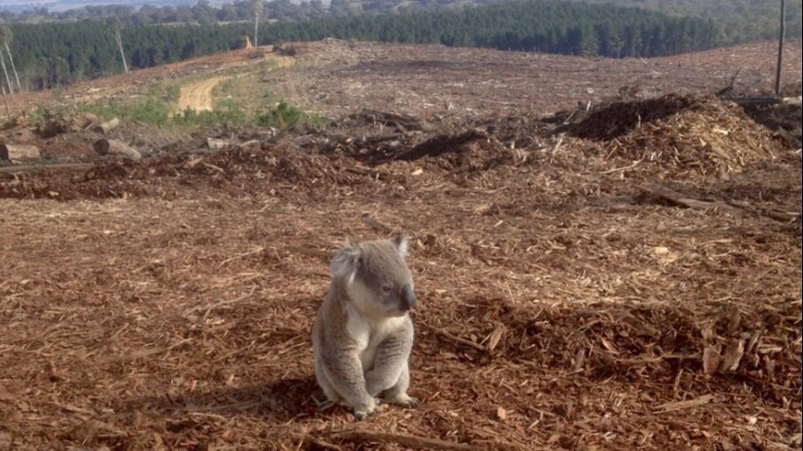 Petition · STOP DESTROYING THE NATURE AND ENVIROMENT HOMES - United ...