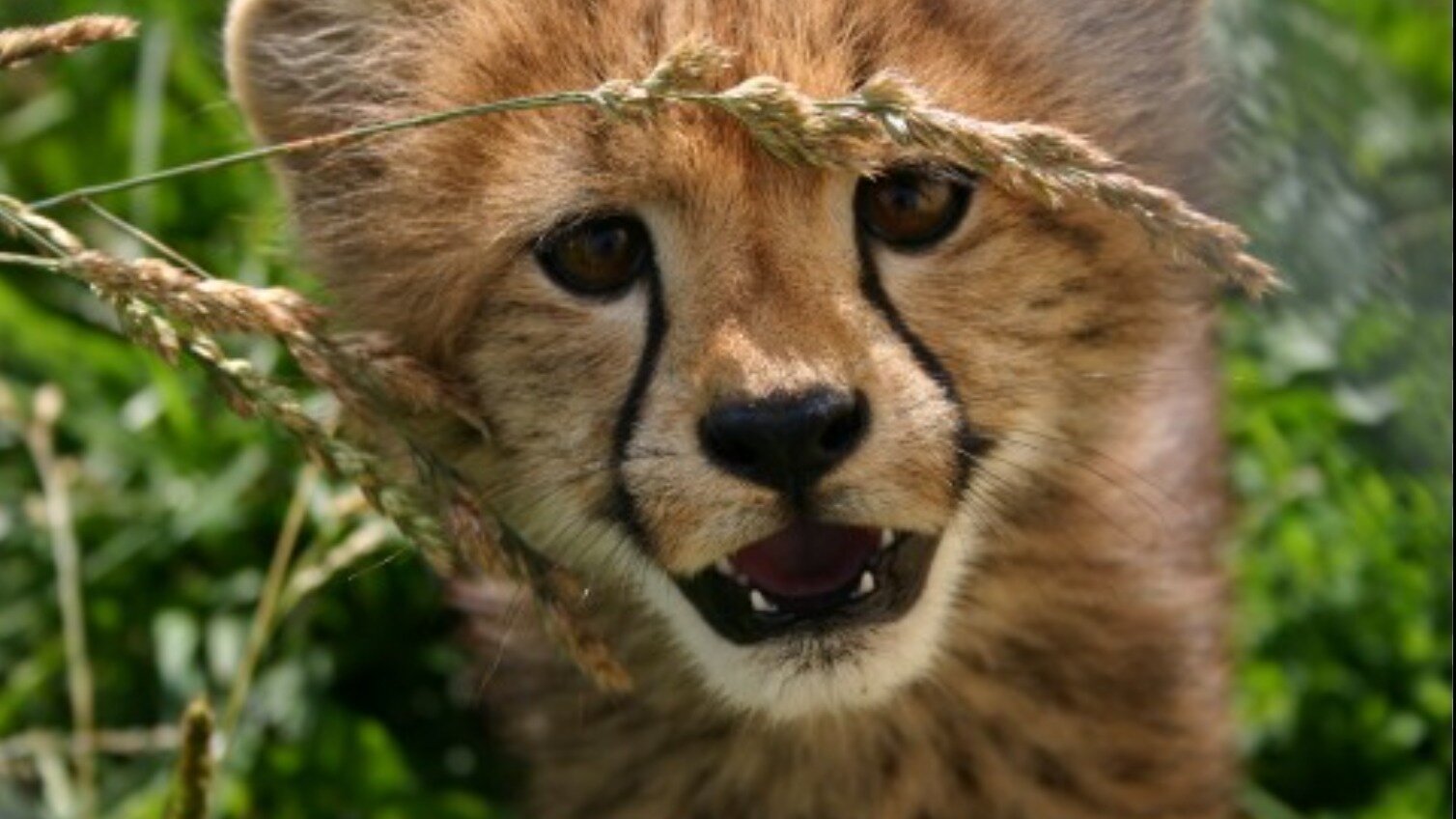 Petition · Save the Cheetahs - United States · Change.org