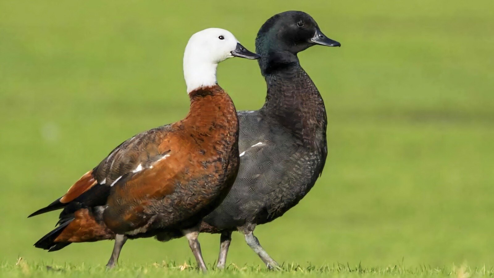 Petition · Ban Bird Shooting in Aotearoa NZ - Choose Compassion! - New ...