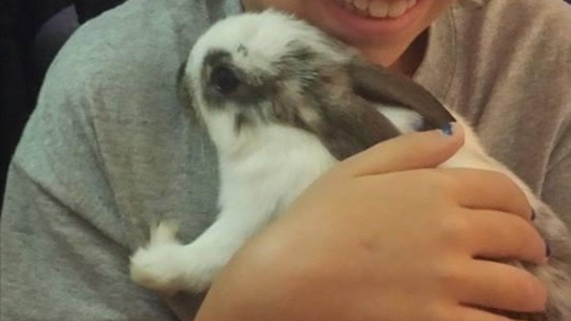 Petition · Get a bunny - United States · Change.org