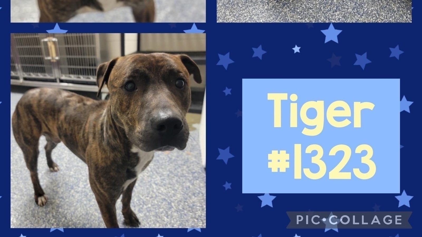 Petition · Stop the Pet Overpopulation Problem in GA - United States ...