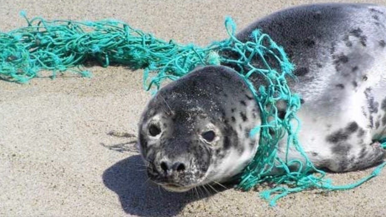 Petition · Stop producing plastic straws and save the turtles - United ...