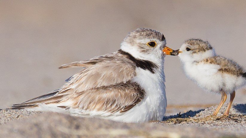 Petition · Save the piping plovers! - United States · Change.org