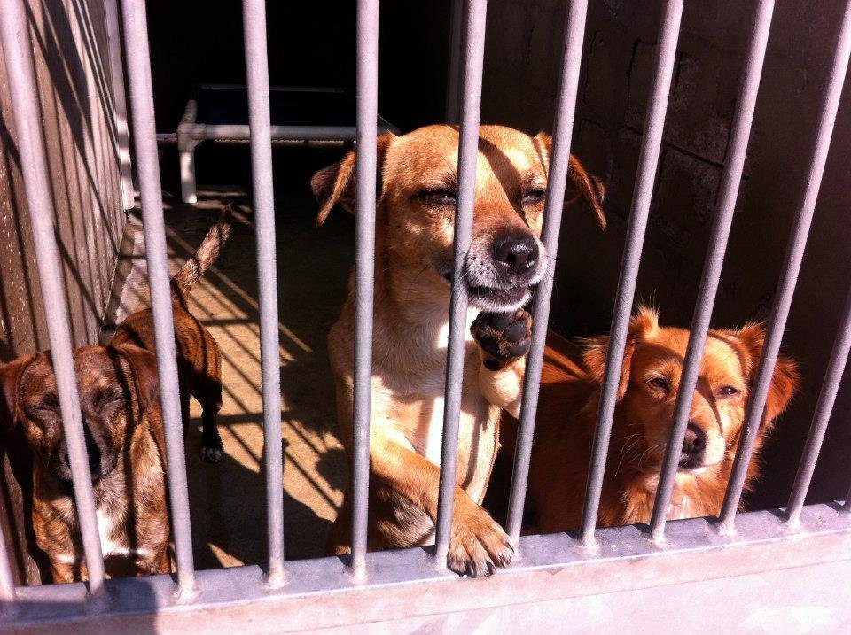 Petition UK Government Ban Unregulated Dog Breeding Petition UK Government Ban Unregulated Dog Breeding