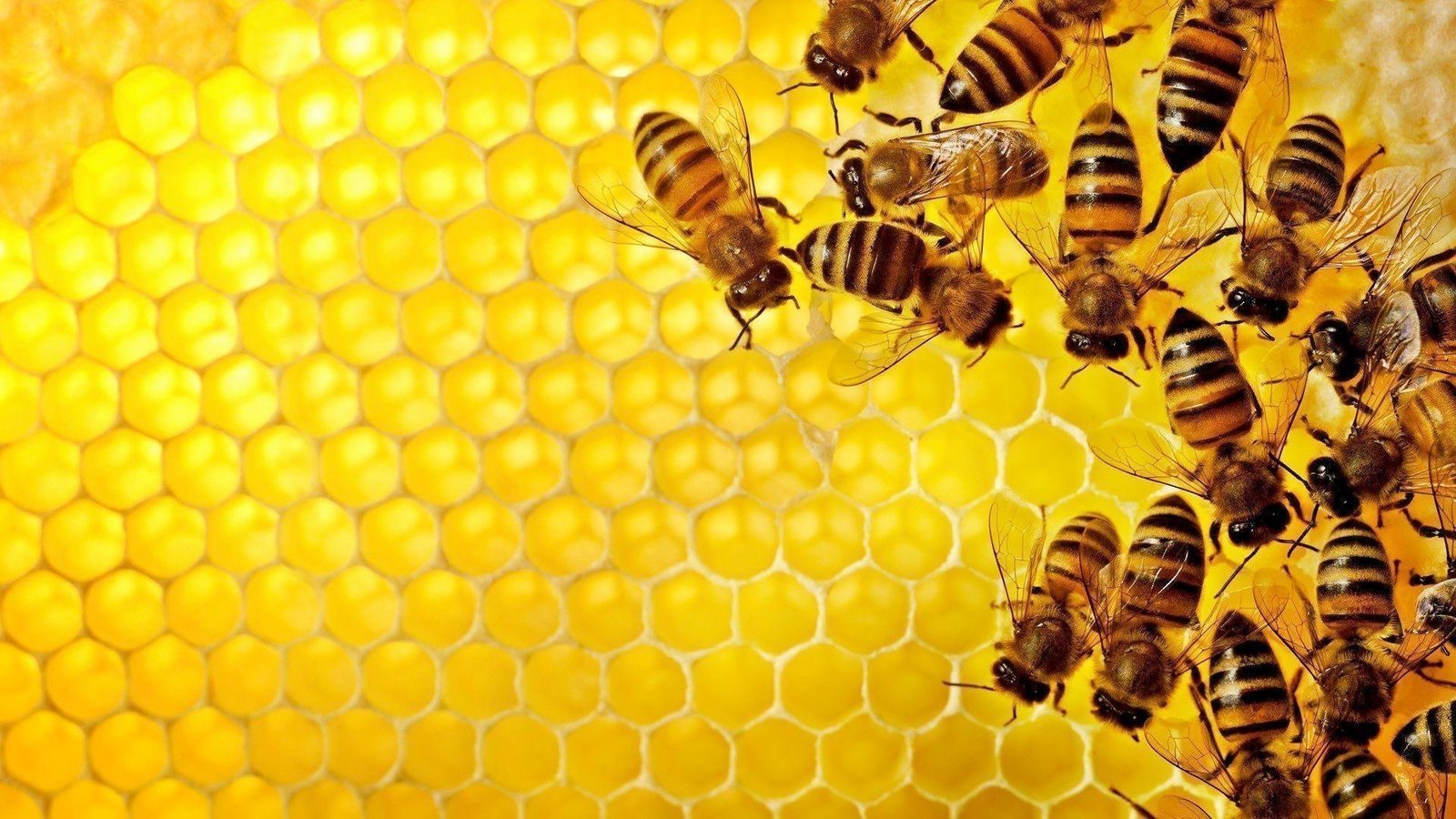 Petition · Awareness of Bees - Australia · Change.org