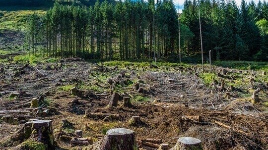 Petition · Stop Home Depot from Illegal Logging Practices - United ...
